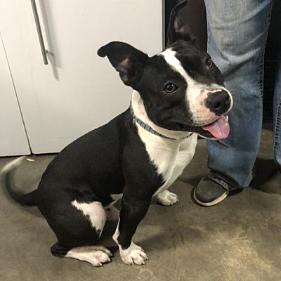 Cabot, AR - Pit Bull Terrier. Meet (Hold) Mission a Pet for Adoption ...