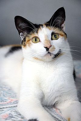 Fort Leavenworth, KS - Calico. Meet Zelda a Pet for Adoption ...