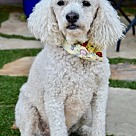 Poodle Puppies - Poodle Rescue and Adoption Near You
