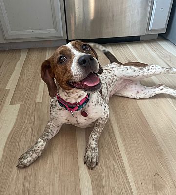 Syracuse, NY - Beagle/Pointer. Meet Kashi a Pet for Adoption ...