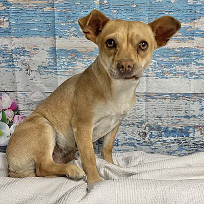 Boulder, CO - Chihuahua/Corgi. Meet Patty a Pet for Adoption ...