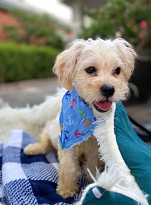 New York, NY - Miniature Poodle/Chihuahua. Meet Flanders a Pet for ...