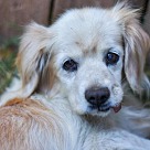 Cocker Spaniel Puppies - Rescue and Adoption Near You