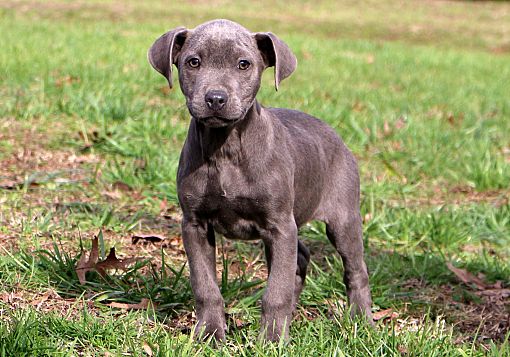 Southbury, CT - Weimaraner/Boxer. Meet Valentine~adopted! a Pet for ...