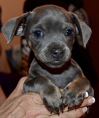 Simi Valley, CA - Terrier (Unknown Type, Small). Meet Prancer a Pet for ...