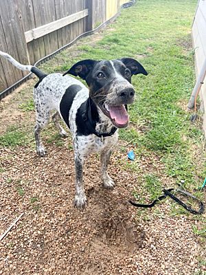 Houston, TX - German Shorthaired Pointer. Meet Lily a Pet for Adoption ...