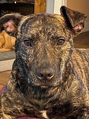 Boston, MA - American Pit Bull Terrier. Meet Brechin a Pet for Adoption ...