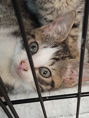 Metter, GA - Domestic Shorthair. Meet Webster a Pet for Adoption ...