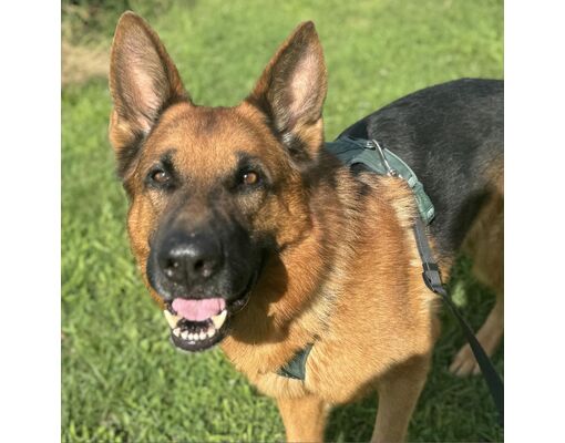 Pittsburgh, PA - German Shepherd Dog. Meet Thorn a Pet for Adoption ...