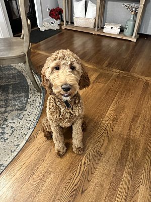 Cincinnati, OH - Irish Setter/Poodle (Standard). Meet Georgia a Pet for ...