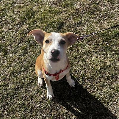 Cumberland, RI - Terrier (Unknown Type, Small). Meet Nico a Pet for ...