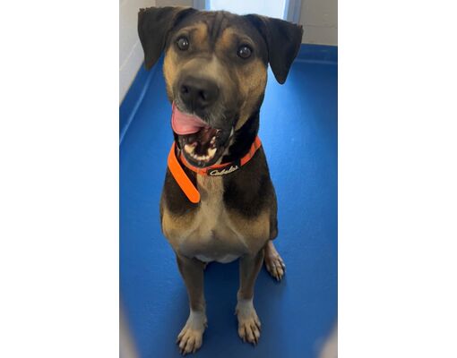 Lancaster, SC - Hound (Unknown Type)/Mixed Breed (Medium). Meet ...