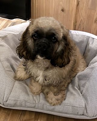 Flushing, NY - Cocker Spaniel. Meet Jazper a Pet for Adoption ...
