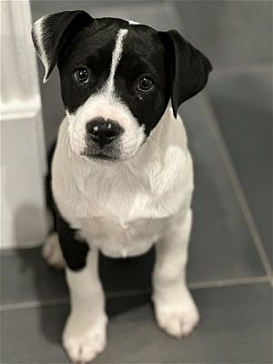 Spring, TX - Australian Shepherd/Labrador Retriever. Meet Tux a Pet for ...