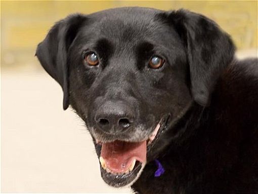 Denver, CO - Labrador Retriever. Meet BAM BAM a Pet for Adoption ...