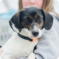 Sparta, NJ - Beagle. Meet Layla a Pet for Adoption.