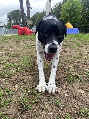 Vanessa, ON - Pointer/Great Dane. Meet Domino a Pet for Adoption ...