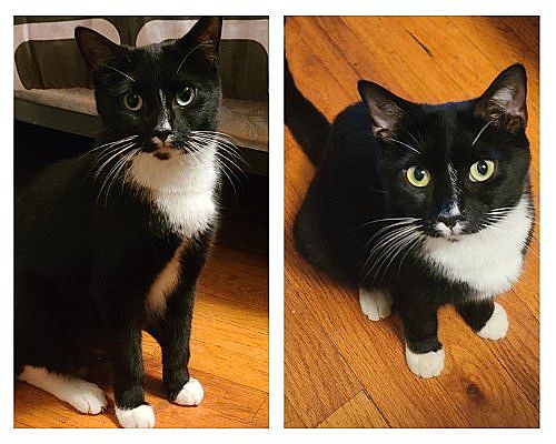 Flushing, NY - Domestic Shorthair. Meet BIRDIE a Pet for Adoption ...