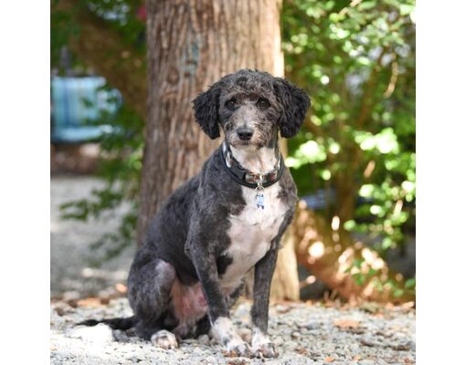 Wake Forest, NC - Schnoodle/Mixed Breed (Medium). Meet Mooch a Pet for ...
