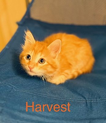 Dallas, TX - Domestic Mediumhair. Meet Harvest Trio a Pet for Adoption ...