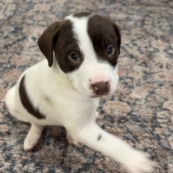Fishkill, NY - Labrador Retriever/Pointer. Meet Colin a Pet for ...