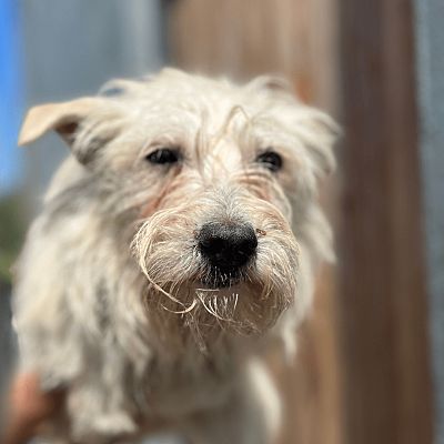 Carlsbad, CA - Schnauzer (Miniature)/Westie, West Highland White ...