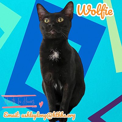 Nashville, GA - Domestic Shorthair. Meet Wolfie a Pet for Adoption ...