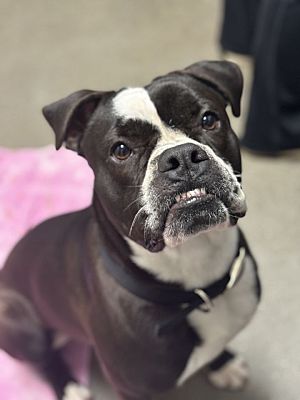 Chico, CA - Boxer. Meet Walter a Pet for Adoption - AdoptaPet.com