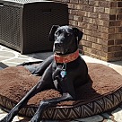 Great Dane Puppies - Great Dane Rescue and Adoption Near You