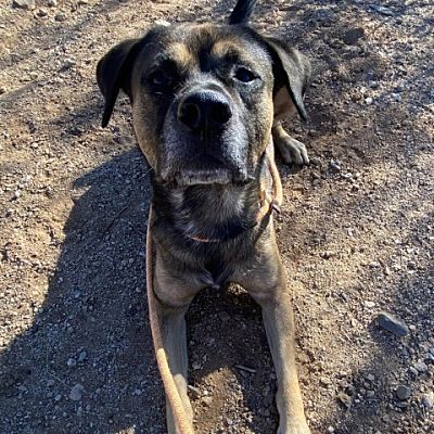 Marana, AZ - German Shepherd Dog/Mixed Breed (Large). Meet Rosco a Pet ...