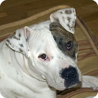 Berkeley, CA - American Pit Bull Terrier. Meet Celery **URGENT** a Pet ...