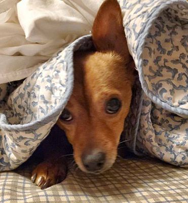 Williamsburg, VA - Chihuahua. Meet Rex a Pet for Adoption - AdoptaPet.com