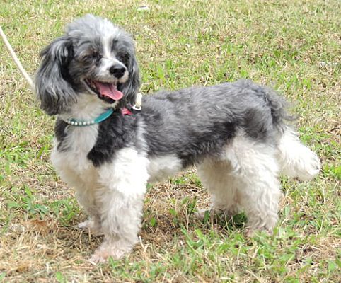 Washington, DC - Poodle (Miniature). Meet BEAUTIFUL BELLA POO a Pet for ...