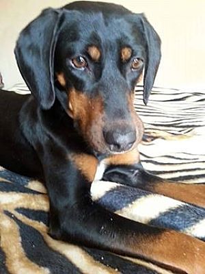 Washington, DC - Miniature Pinscher/Shih Tzu. Meet Ella a Pet for ...