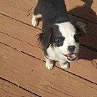 Boston Terrier Puppies - Boston Terrier Rescue and Adoption