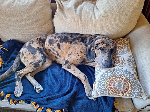 Clayton, NJ - Redbone Coonhound/Great Dane. Meet Ms. Cookie formerly ...