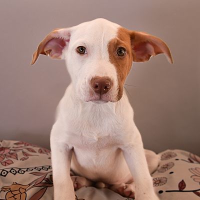 Sheridan, CO - American Bulldog/Australian Cattle Dog. Meet Mama ...