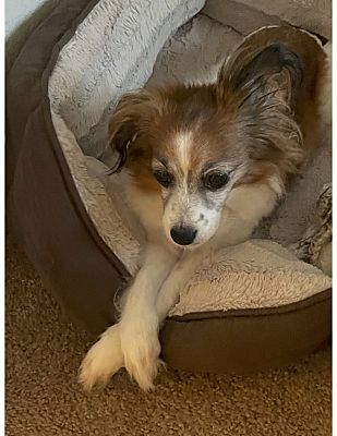 Gainesville, FL - Papillon/Cocker Spaniel. Meet Tuva a Pet for Adoption ...