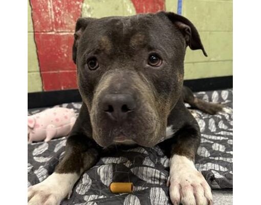 Indianapolis, IN - American Pit Bull Terrier. Meet LINUS a Pet for ...