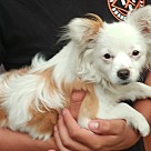 Papillon Puppies - Papillon Rescue and Adoption Near You