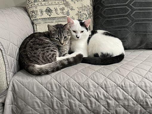Worcester, MA - Domestic Mediumhair. Meet Luna a Pet for Adoption ...