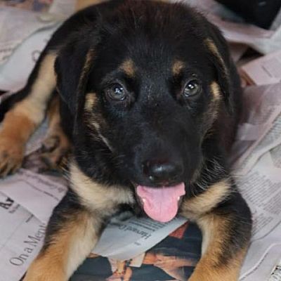 Pittsburgh, PA - German Shepherd Dog/Husky. Meet Bear JR a Pet for ...