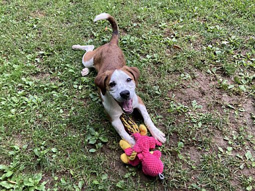 Sparta, NJ - Beagle/English Pointer. Meet Phinch a Pet for Adoption ...