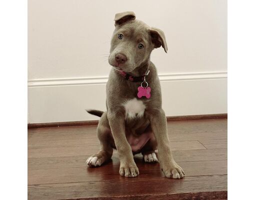 Blue Lacy Pitbull Mix