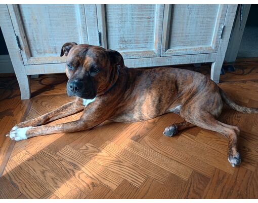 Panama City Beach, FL - Boxer/Mutt. Meet Capone a Pet for Adoption ...
