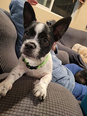 Citrus Heights, CA - Boston Terrier/Shih Tzu. Meet Osacr a Pet for ...