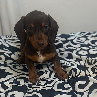 Miami, FL - Miniature Dachshund. Meet MORENA a Pet for Adoption ...