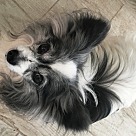 Papillon Puppies - Papillon Rescue and Adoption Near You