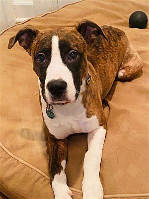 Livonia, MI - Boxer/Collie. Meet Tyson a Pet for Adoption - AdoptaPet.com