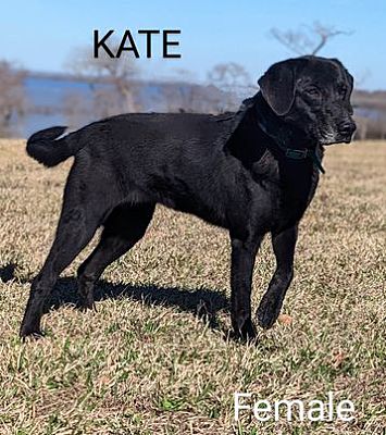 Bayport, NY - Labrador Retriever. Meet Kate a Pet for Adoption ...